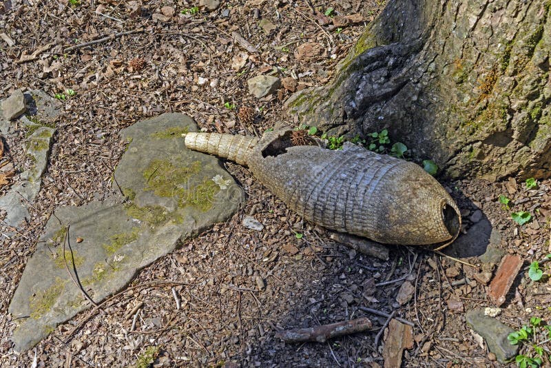 Armadillo Shell Sulla Terra Fotografia Stock - Immagine di biologia ...