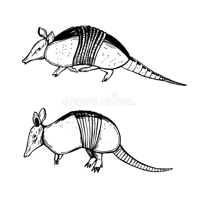 Armadillo. Sketch Illustration Stock Vector - Illustration of wild ...