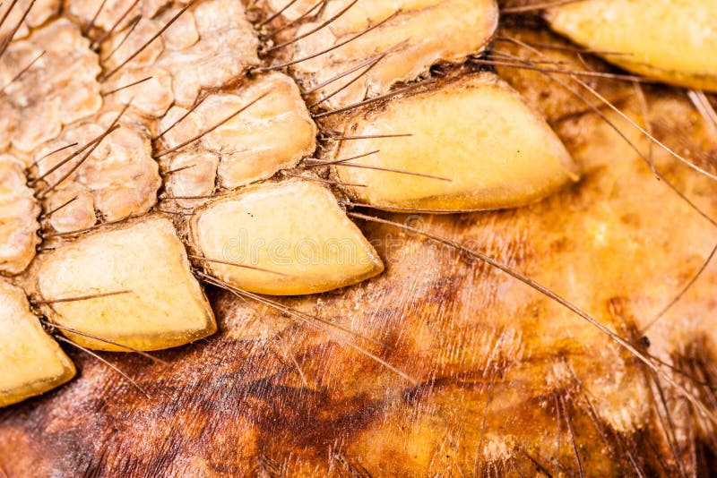Armadillo skin detail stock image. Image of hide, nature - 83778445