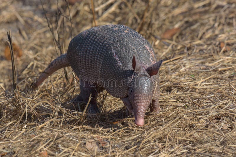 Armadillo stock image. Image of ground, wildlife, natural - 95650673