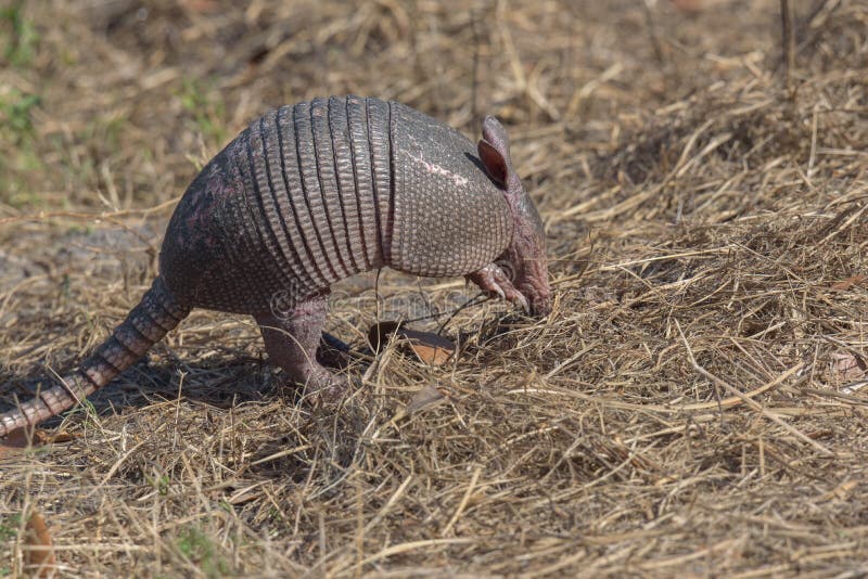 Walking Armadillo stock image. Image of scales, snout - 1238751