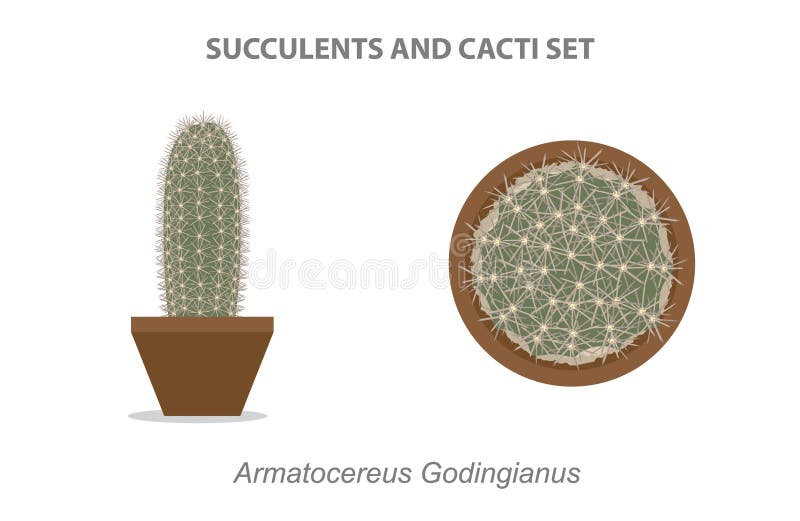 Armatocereus Godingianus Succulent and Cacti Set Vector Illustration ...