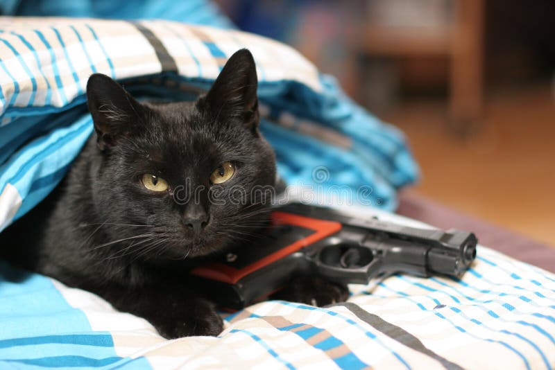 421 Cat Gun Stock Photos - Free & Royalty-Free Stock Photos from Dreamstime