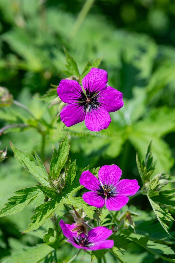 Armenian Cranesbill (geranium Psilostemon) Flowers Stock Photo - Image ...