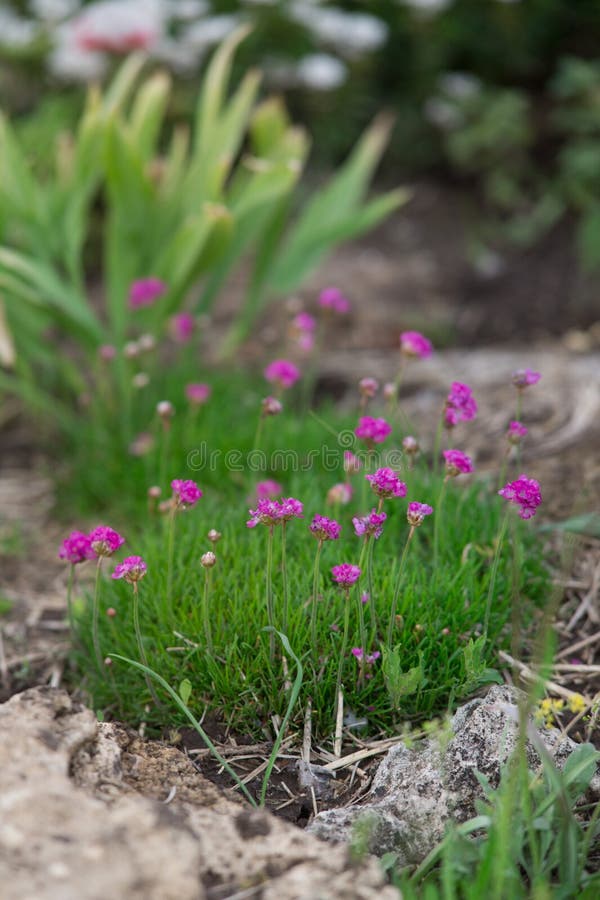 Armeria Flowers Armeria Maritima Stock Photo - Image of springtime ...