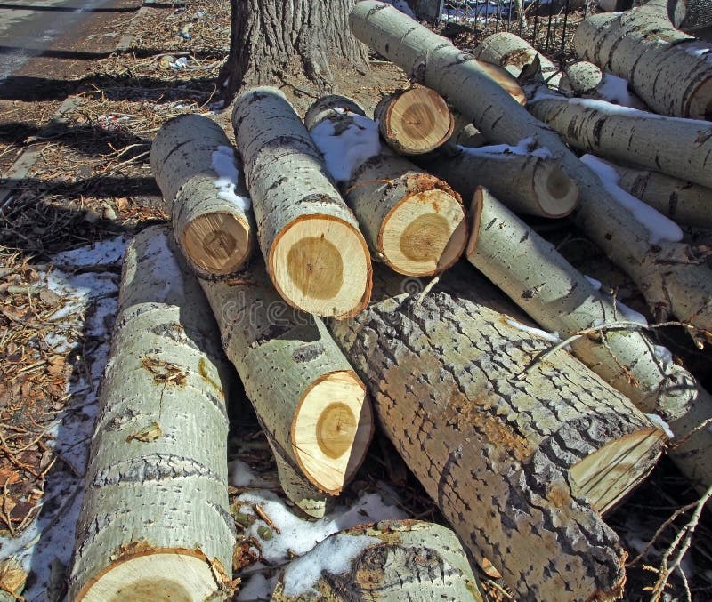 Armful of Poplar Logs on the Ground Stock Photo - Image of background ...