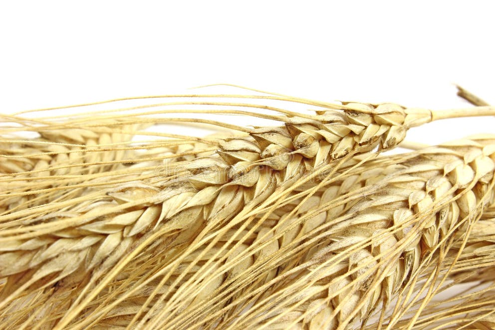 Armful of rye ears stock image. Image of seed, isolated - 61422025