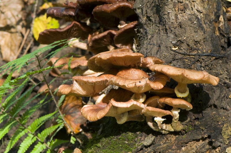 Armillaria stock image. Image of autumn, mushroom, edible - 21606513