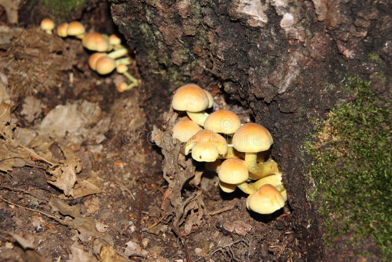 Armillaria stock image. Image of moss, group, dense, eatable - 25362057