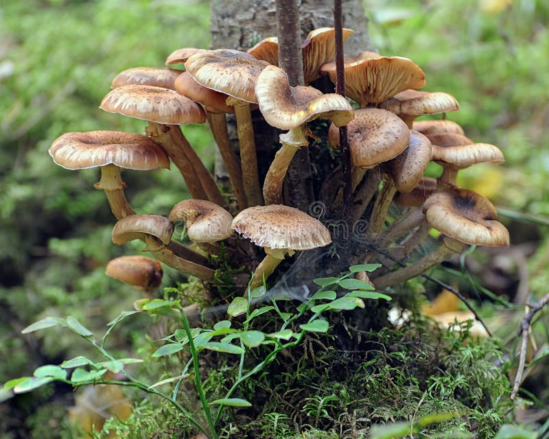 Tree Fungus Sulphur Polypore Sulphur Shelf Or Chicken Mushroom Stock
