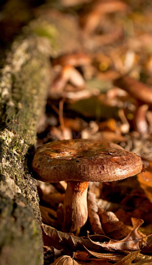 Armillaria mushroom stock photo. Image of diet, fungus - 38265440