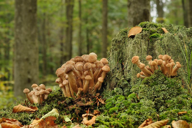 Armillaria mushroom stock image. Image of mushroom, honey - 40772987