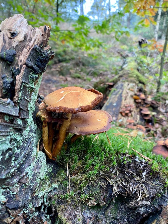 Armillaria Ostoyae Toadstool Cluster Stock Photos - Free & Royalty-Free ...