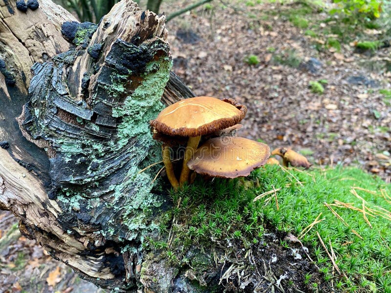 Armillaria Ostoyae Toadstool Cluster Stock Photos - Free & Royalty-Free ...