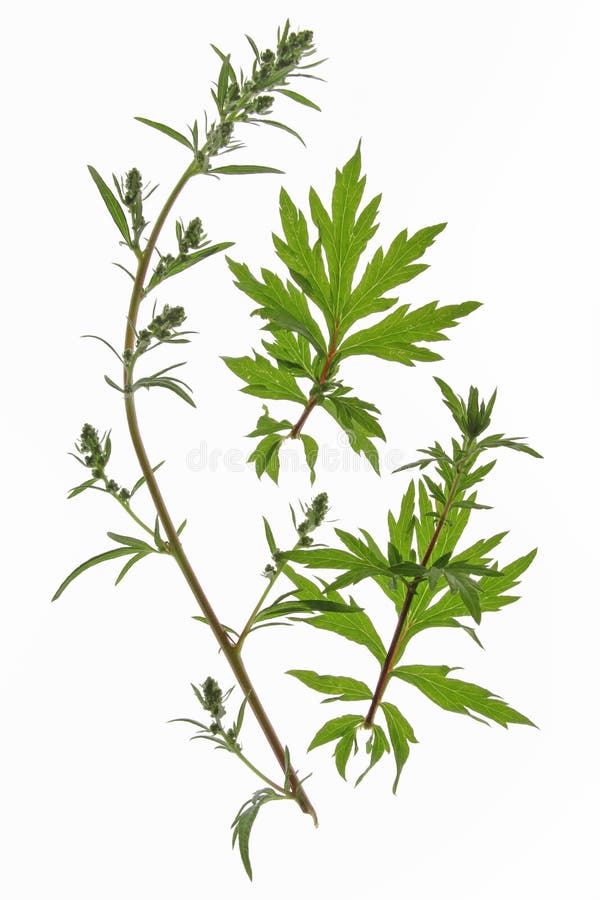 Armoise Commune (armoise Vulgaris) Image stock - Image du herbes ...