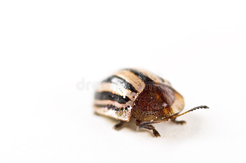 Armor Beetle Isolated in White Stock Photo - Image of columbine ...