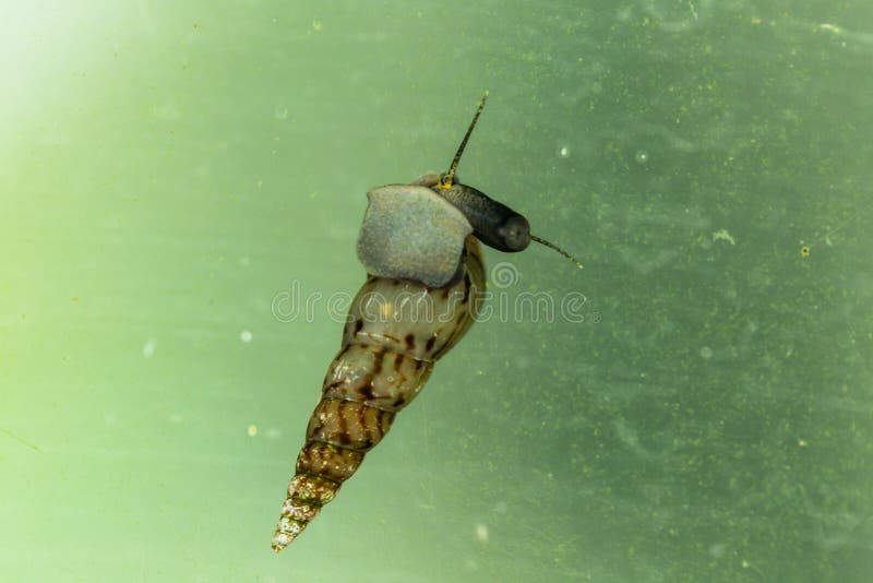Armor Big Pond snail stock photo. Image of market, nature - 103815352