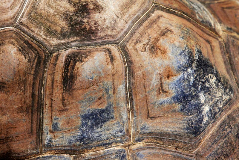 Armour turtle stock photo. Image of large, face, endangered - 51503212