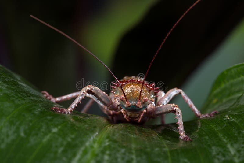 Armoured Cricket (Acanthoplus Discoidalis) Stock Photo - Image of ...