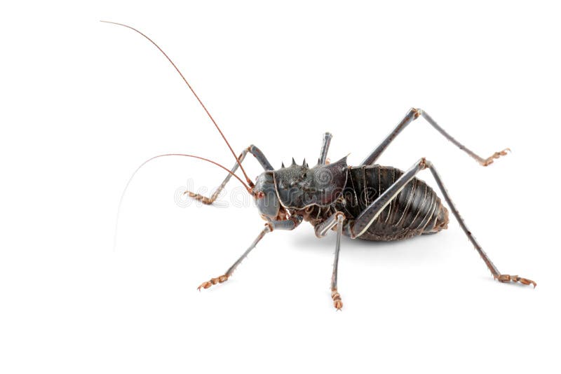 African Armoured Ground Cricket Stock Image - Image of creature, insect ...