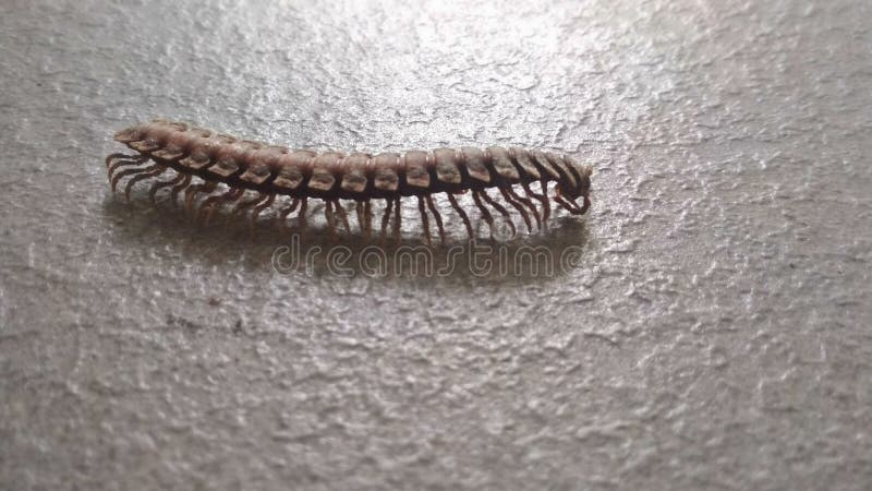 Armoured millipede stock photo. Image of strange, crawling - 120784408