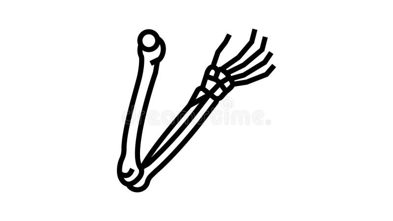 Bone Human Color Icon Animation Stock Video - Video of pancreas, human ...