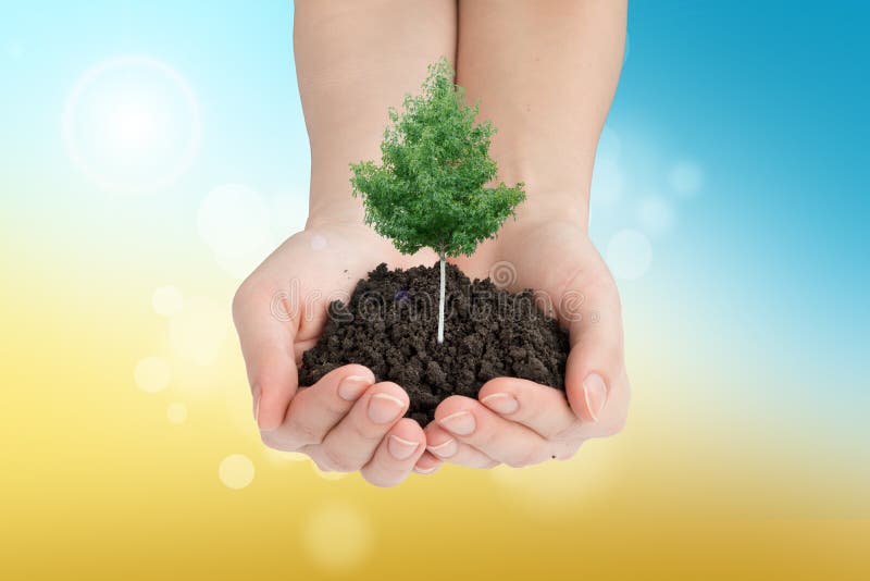 Arms Holding Green Tree with Mould, Front View Stock Image - Image of ...