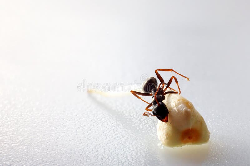 Ant Grabbed Stock Photos - Free & Royalty-Free Stock Photos from Dreamstime