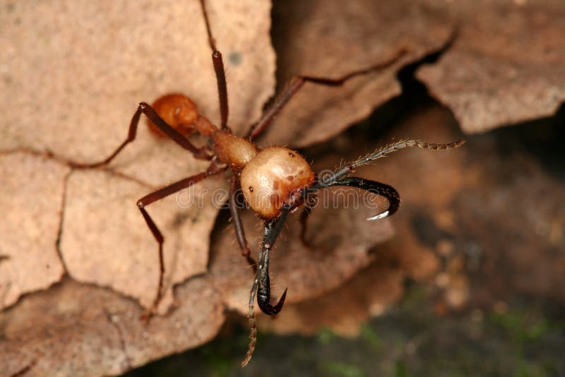 Army ant stock image. Image of army, carnivorous, biology - 9368389