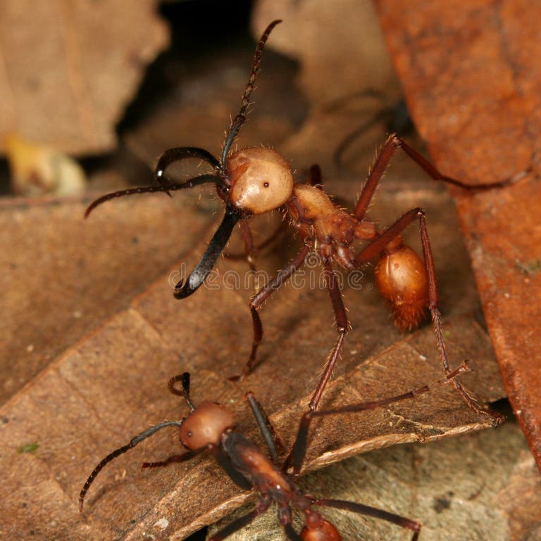Army ants stock image. Image of protecting, insects, carnivores - 9368461