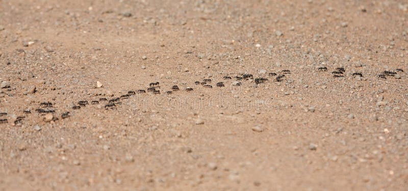 Marching Ants stock photo. Image of carpenter, group - 15089766
