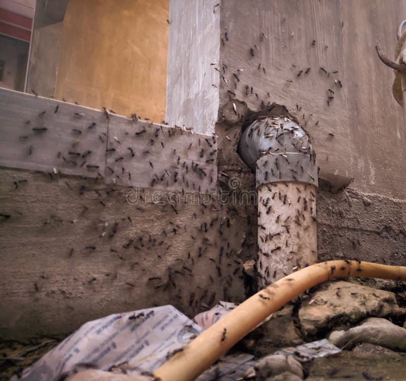 An Army of Ants Ready To Invade Stock Image - Image of pipe, ants ...