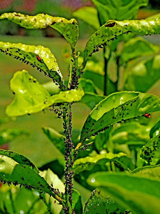 Aphids on a Young Citrus Tree Stock Photo - Image of plant, control ...