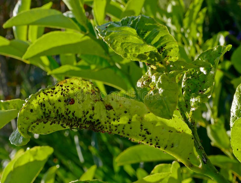 Aphids on a Young Citrus Tree Stock Photo - Image of plant, control ...