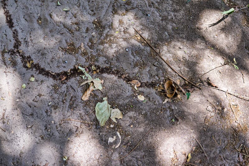 Army of Driver Ants in Gambian Forest Stock Photo - Image of attack ...