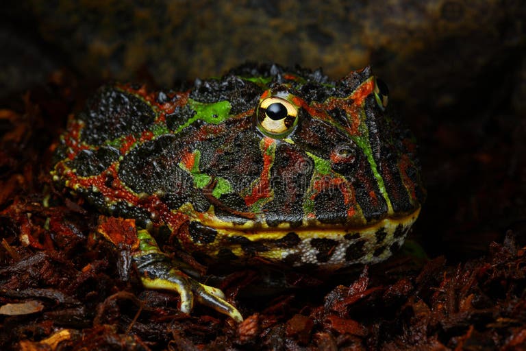 Army frog stock photo. Image of frog, nature, ornata - 23505898