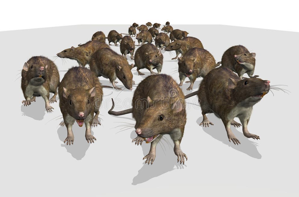 Army of Rats stock illustration. Illustration of infested - 21071338