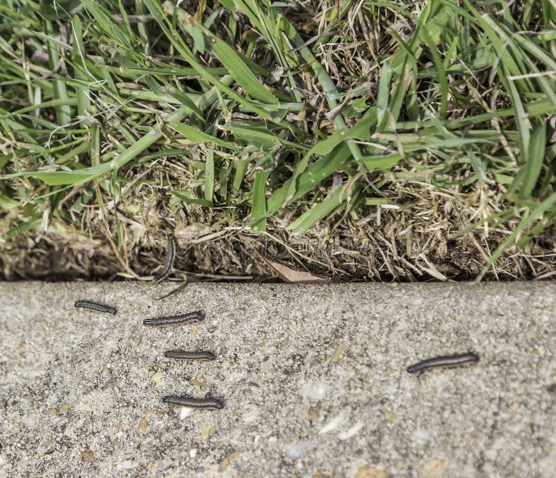 Army Worms Scurry on Sidewalk Stock Image - Image of treatment, treated ... Army Worms Scurry on Sidewalk Stock Image - Image of treatment, treated ...