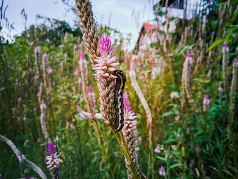 Armyworm stock image. Image of armyworms, flower, background - 322275797