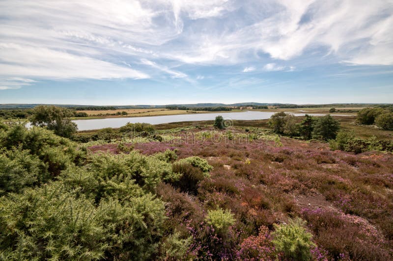 Arne Nature Reserve, Dorset, England, UK Stock Image - Image of purple ...