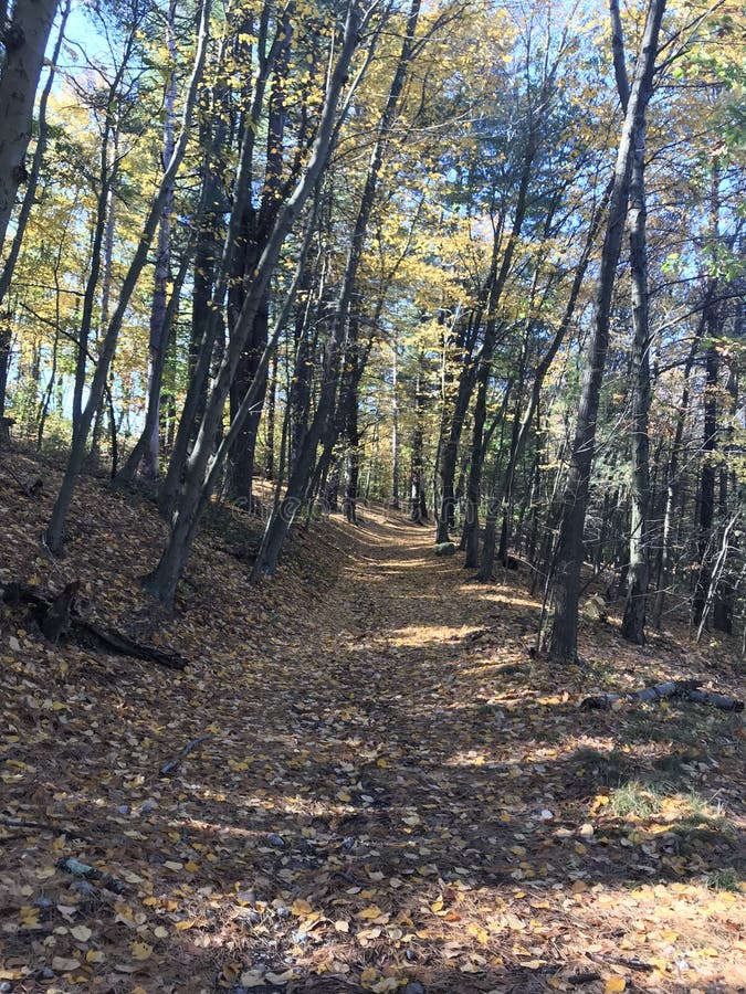 Harvard Fall Landscape stock photo. Image of season, orange - 39581536