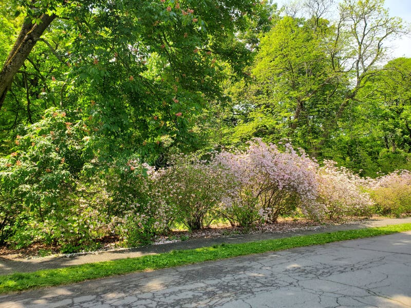 Arnold Arboretum of Harvard University Trees in Spring 2022. Stock ...