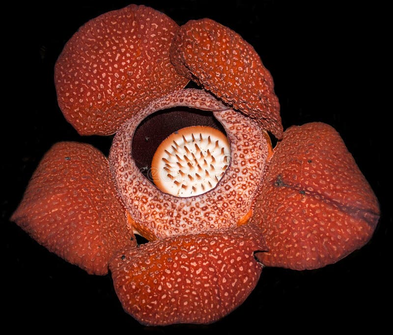 Flor da terra foto de stock. Imagem de flor, folheia, mola - 99648