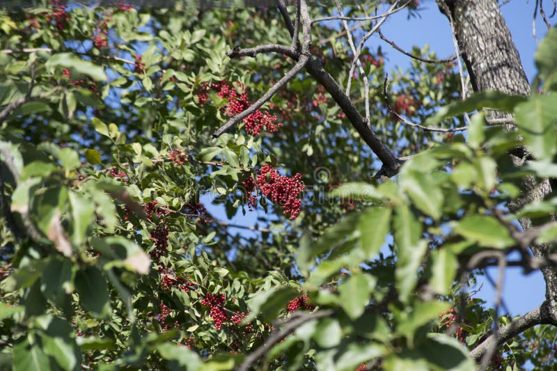The Aroeira or Mastic Tree (Schinus Terebinthifolia) and Its Pink ...