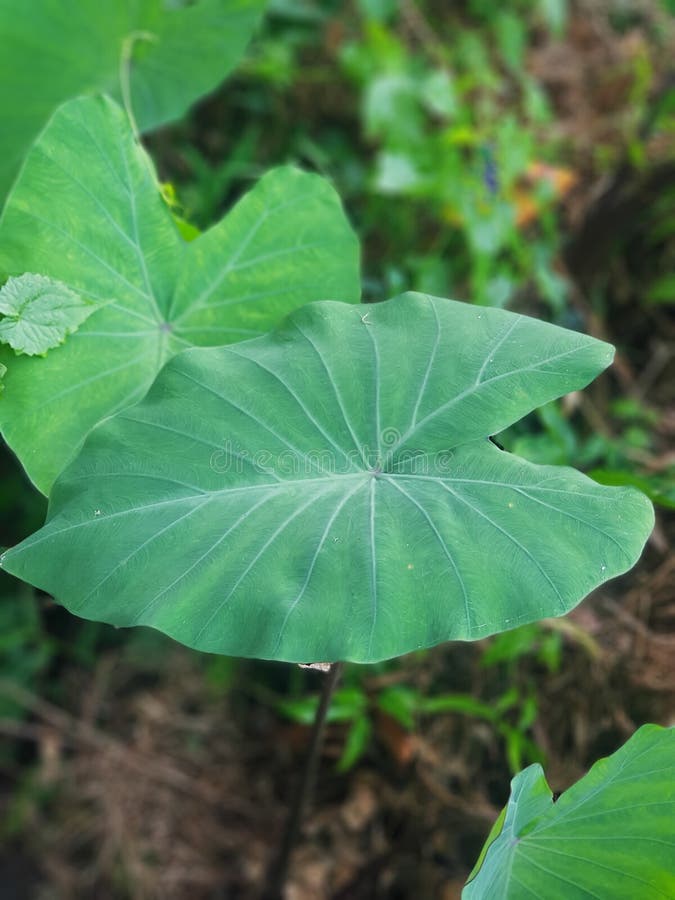 Aroid plant srilanka stock photo. Image of produce, stream - 268313930