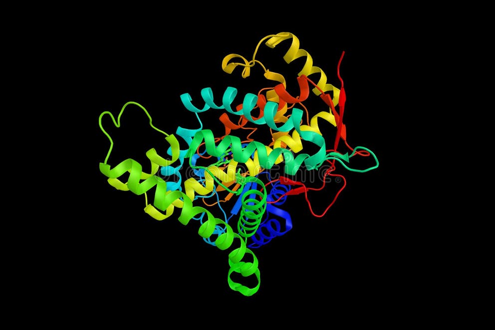 Aromatase (estrogen Synthase), an Enzyme Responsible for a Key S Stock ...