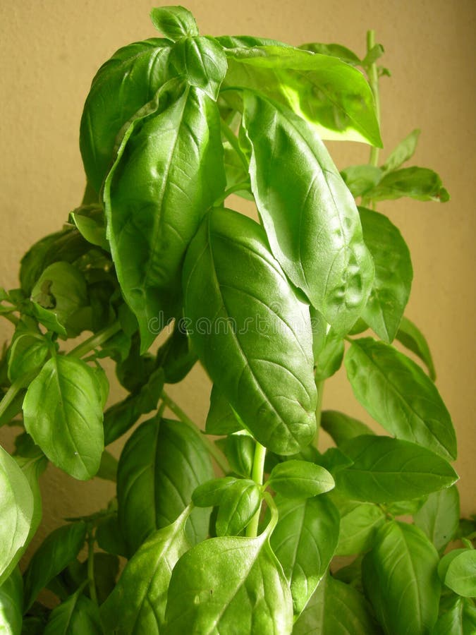 Aromatic Basil Herbs Horizontal Background. Stock Photo - Image of ...