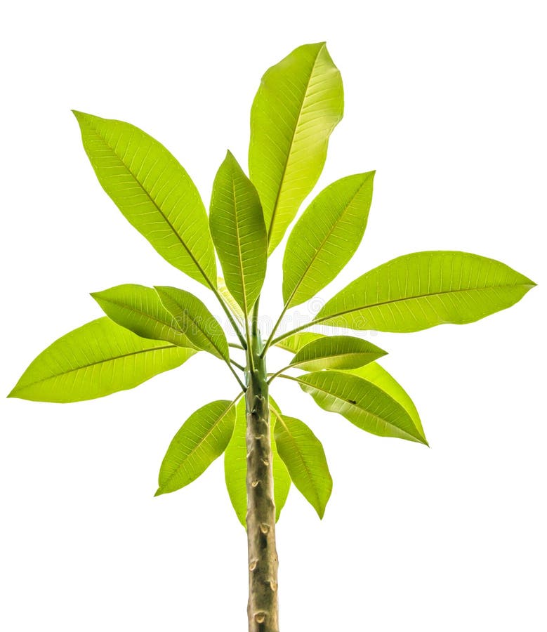 Aromatic Bay Branch with Leaves on a White Background Stock Photo ...