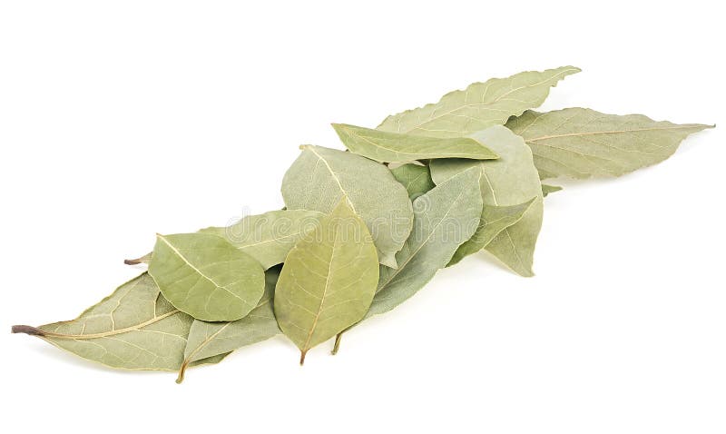 Aromatic Bay Laurel Leaves Isolated on White Background, Front View ...
