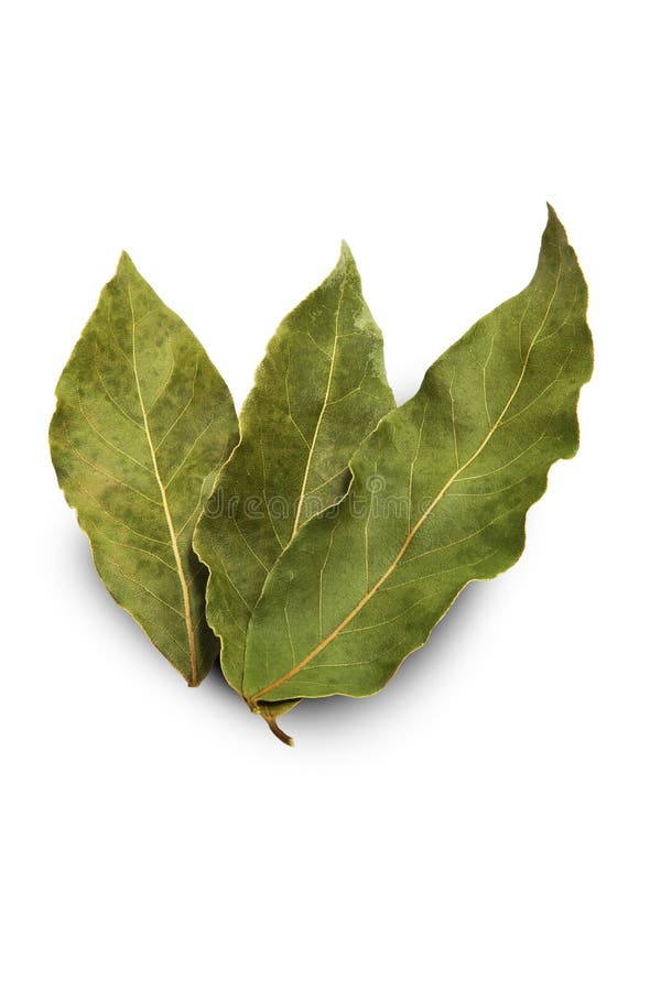 Aromatic Bay Leaves Isolated on White Background Stock Image - Image of ...